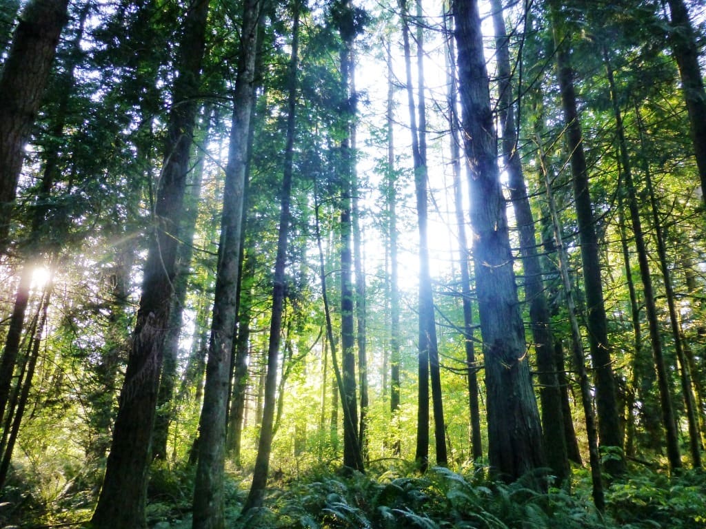 History of WFW - Western Forestry and Conservation Association