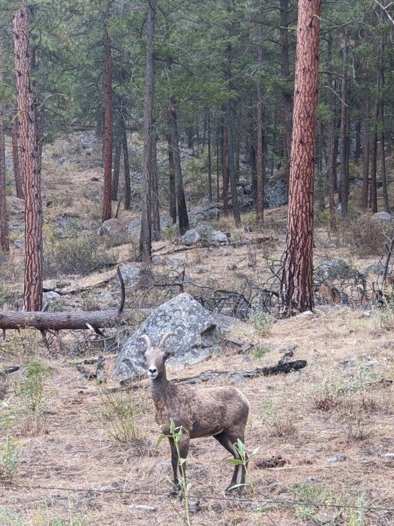 History of WFW - Western Forestry and Conservation Association